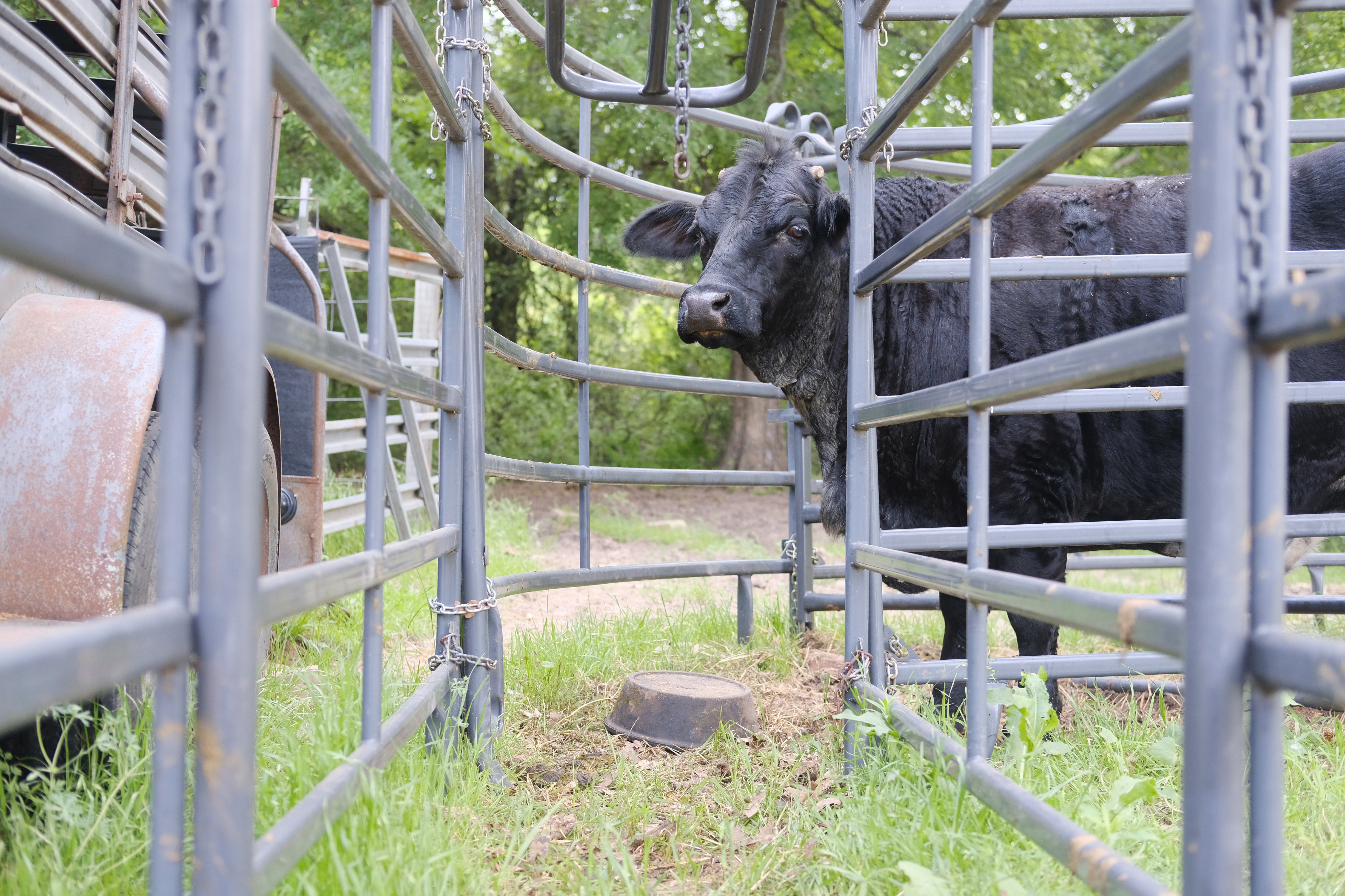 Precise control in cattle-handling | IMI Norgren