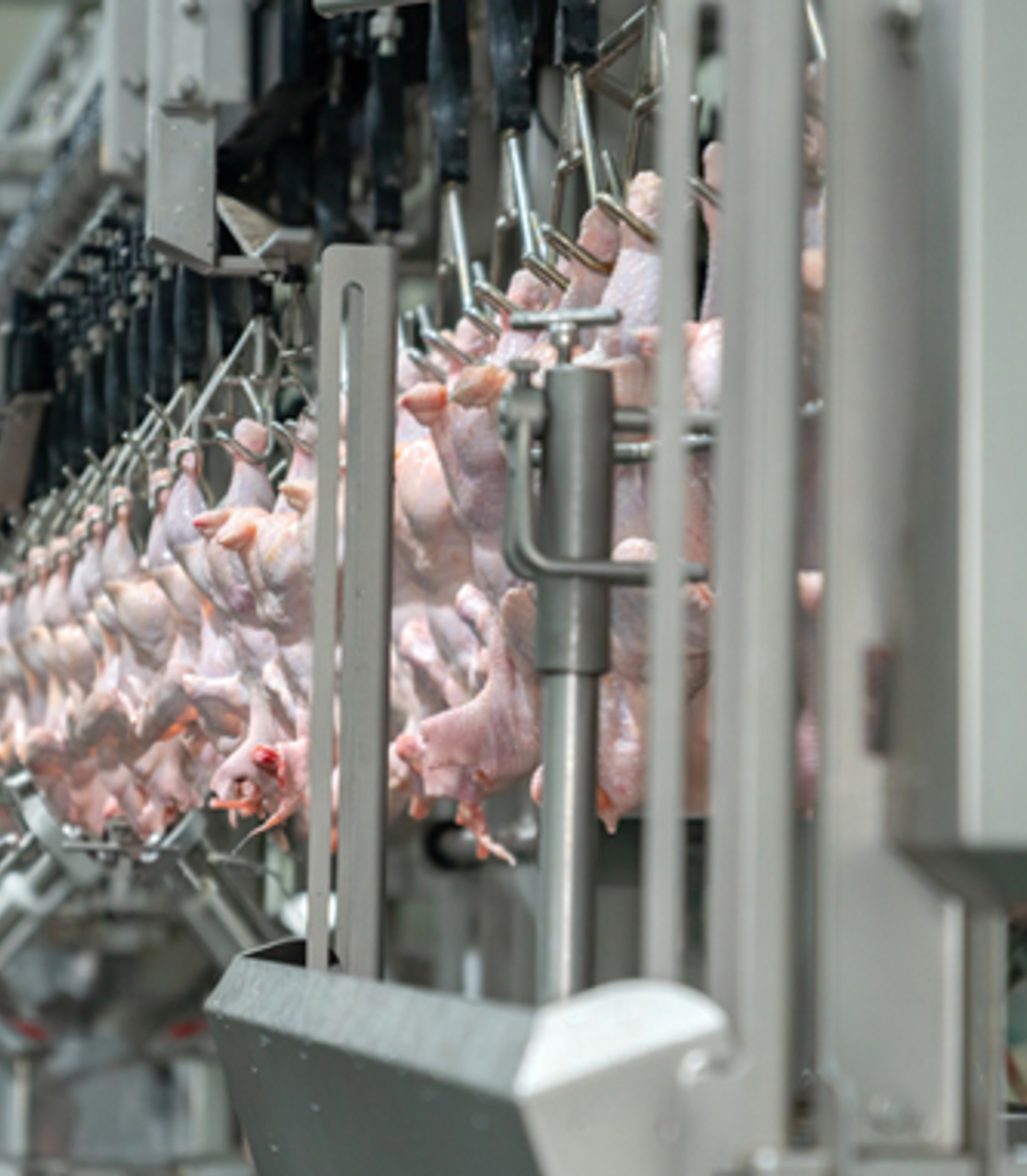 Enhanced Efficiency in Chicken and Turkey Processing | IMI Norgren