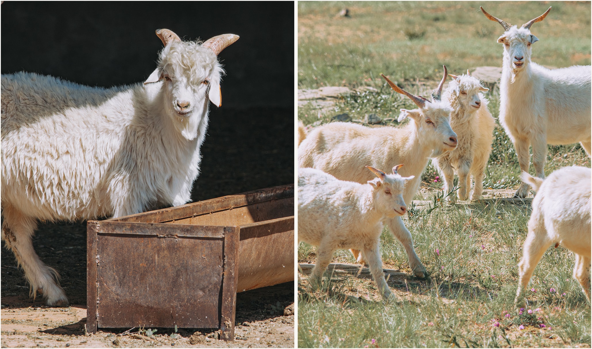 Shearing Cashmere Goats