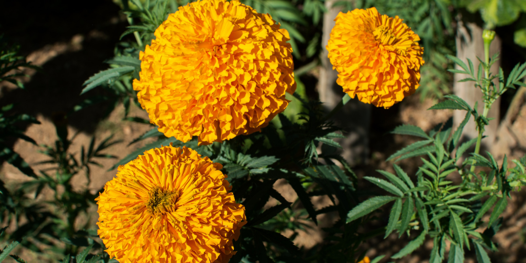 El Cempasúchil de Día de Muertos: ¿una exportación china? | Drip Capital