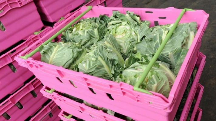 Customer story: M Leggate & Sons – Fresh RTP solution for UK Brassica ...