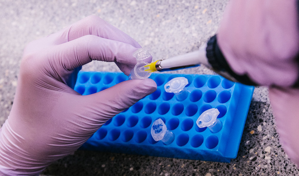 In Silico PCR Primer Design and Gene Amplification