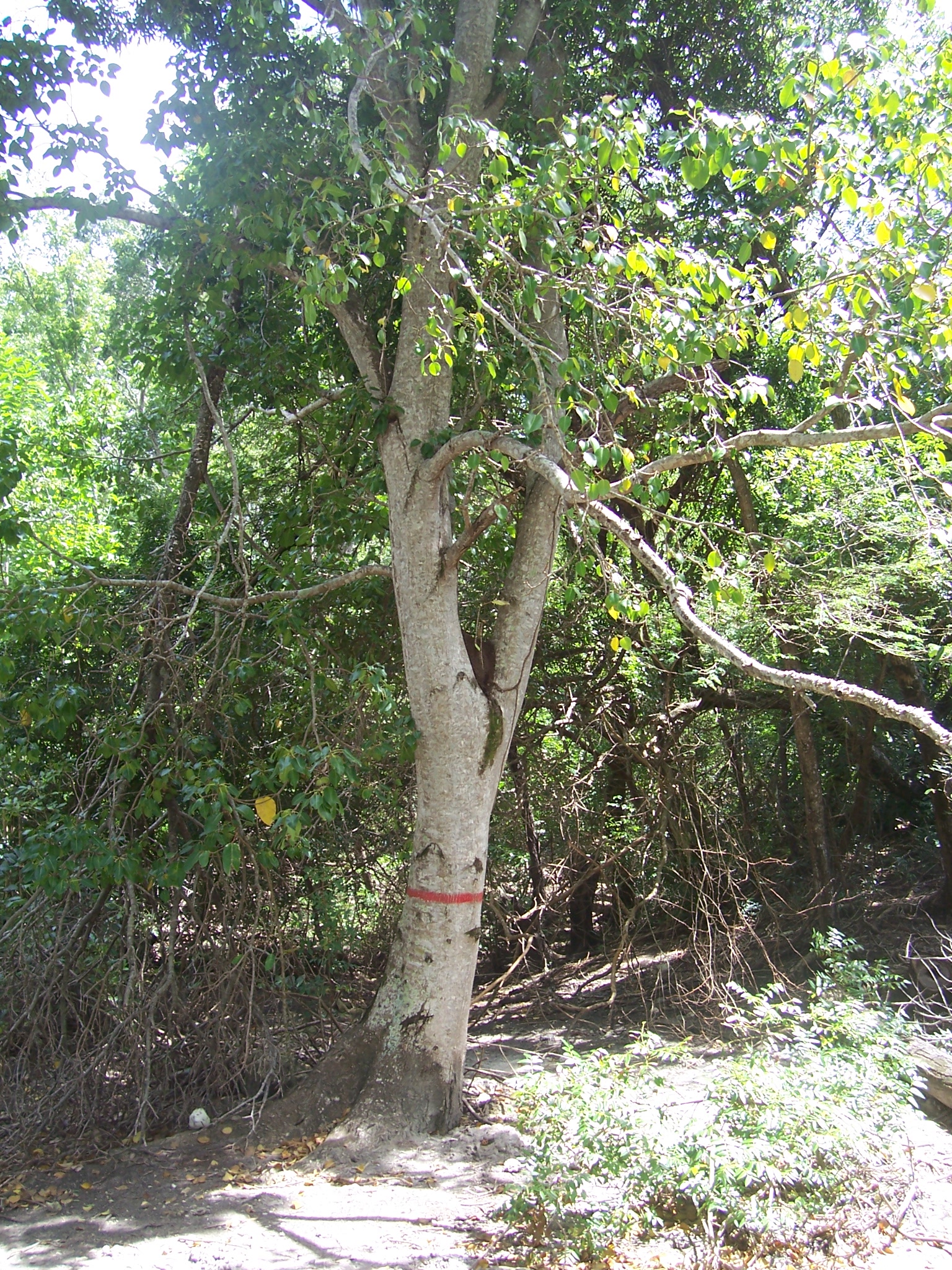 Most Dangerous Trees You Should NEVER Touch | Be Amazed