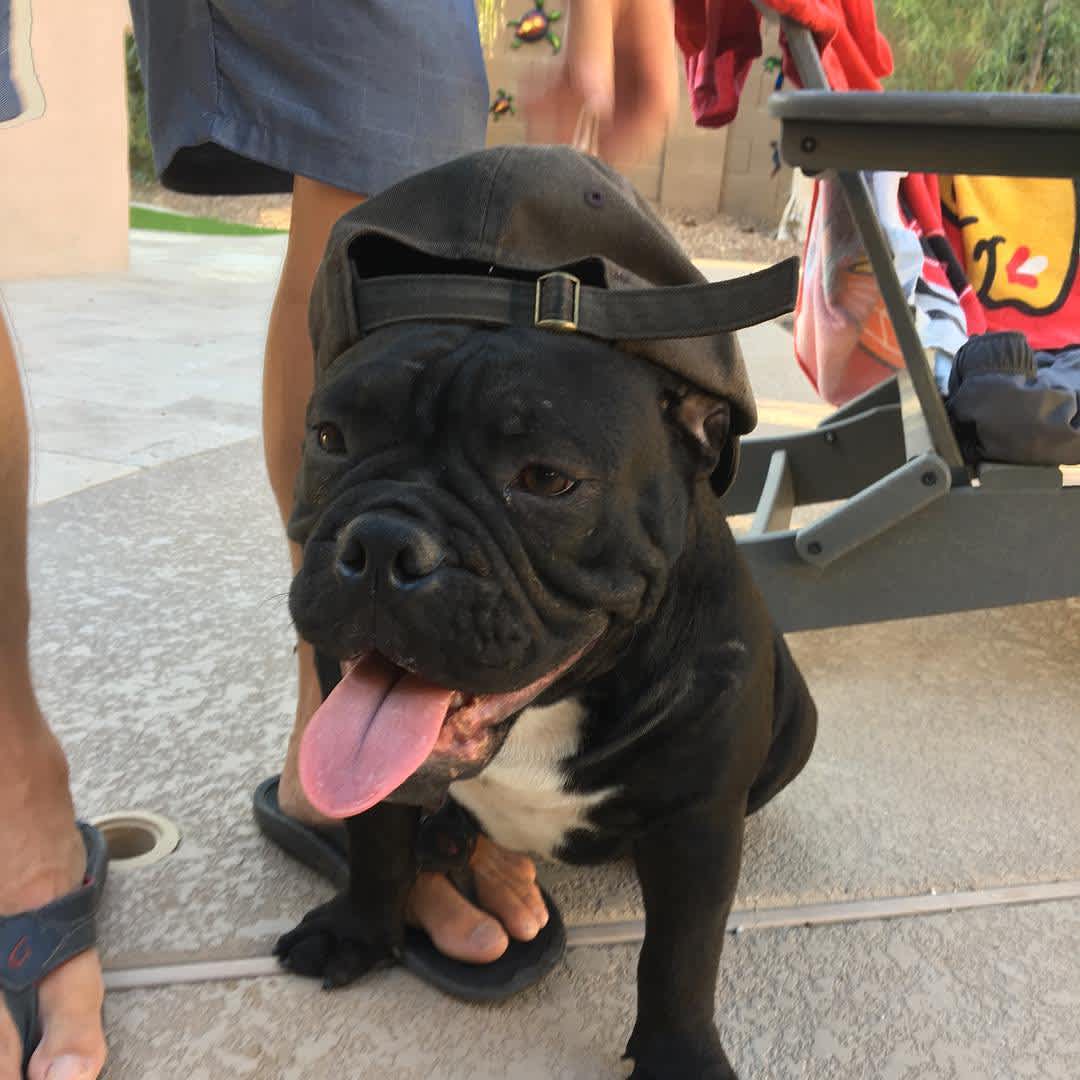 Our Dogs | Stanley Bulldogs