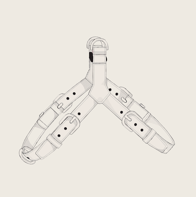 How to Measure Your Dog for a Harness UK • Albert & Arthur England