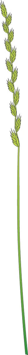 Italian rye-grass