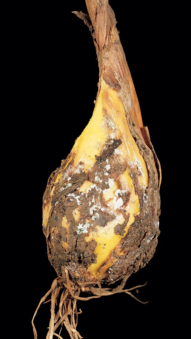 White Rot - Leeks/Onions