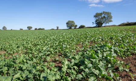 5 agronomy tasks for November and beyond in the South West