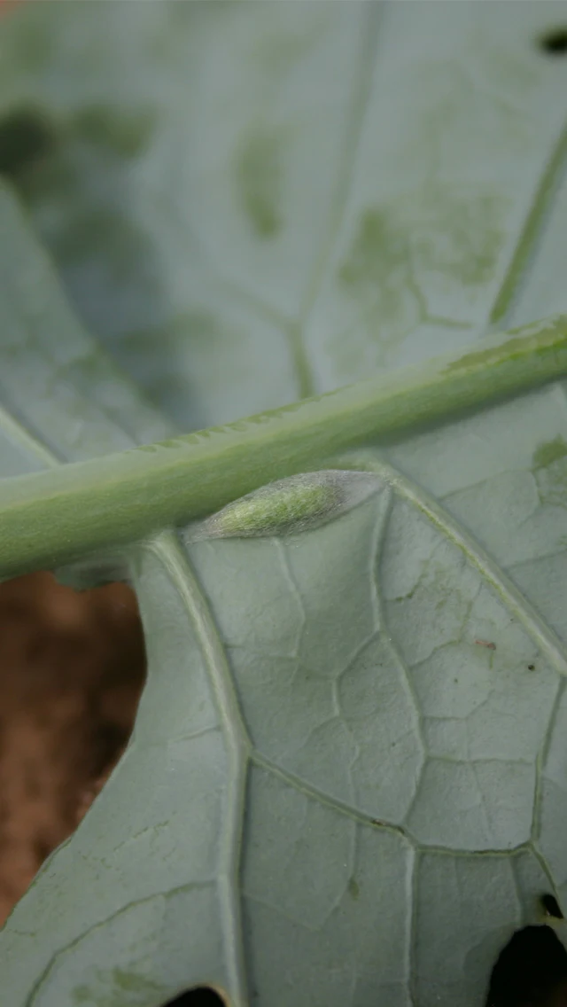 Diamond-back Moth