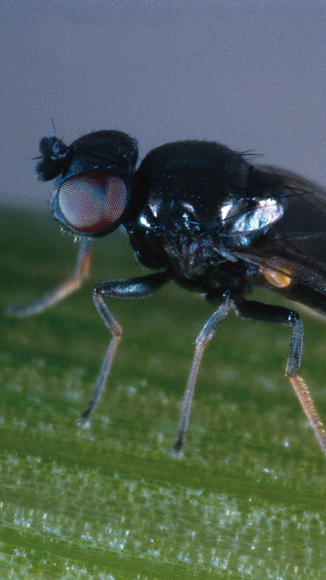 Frit Fly