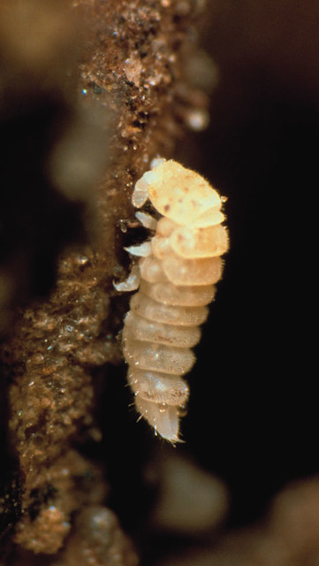 Springtail