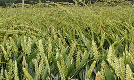 Mix modes of action to bust resistant ryegrass