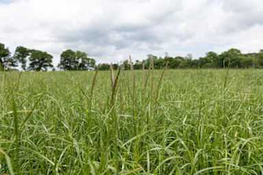 Roundup Best Practice: Application Technique