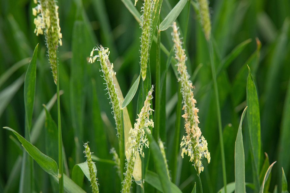 Measuring the benefit of a post-em application – 2023 trial results