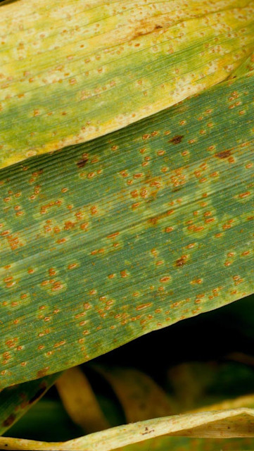 Brown Rust