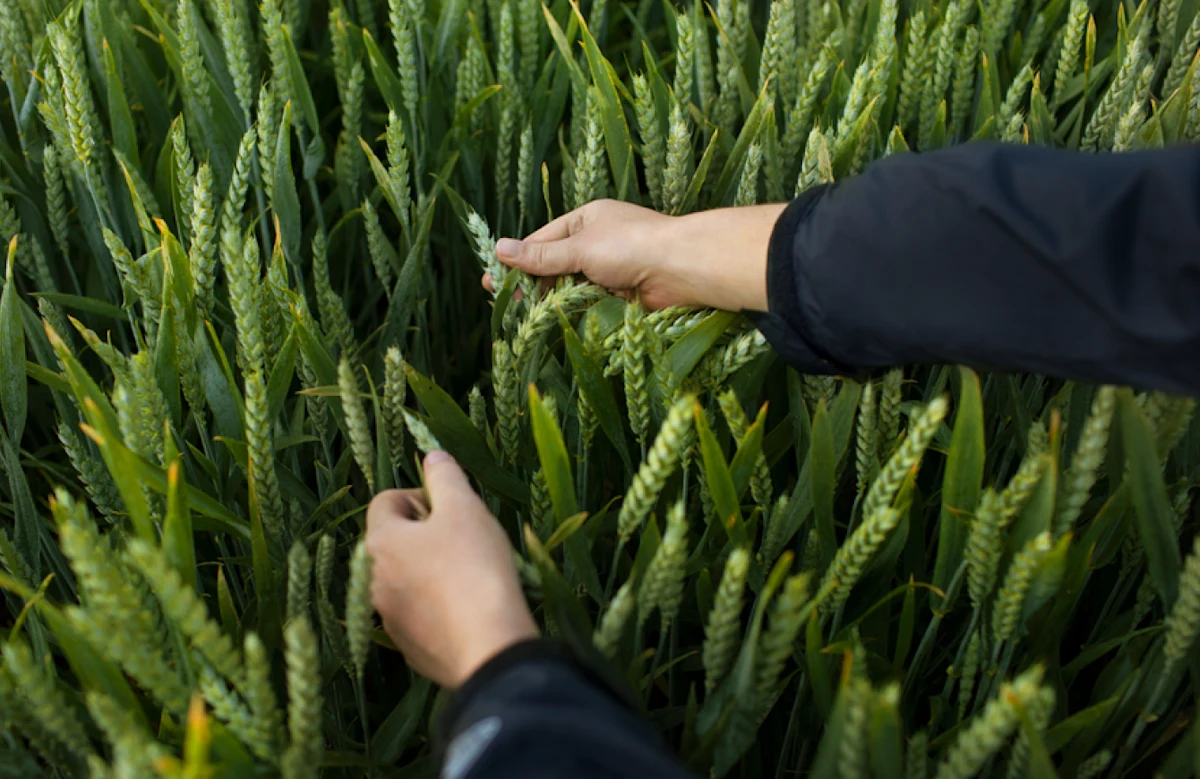 Weed Management | Bayer Crop Science UK