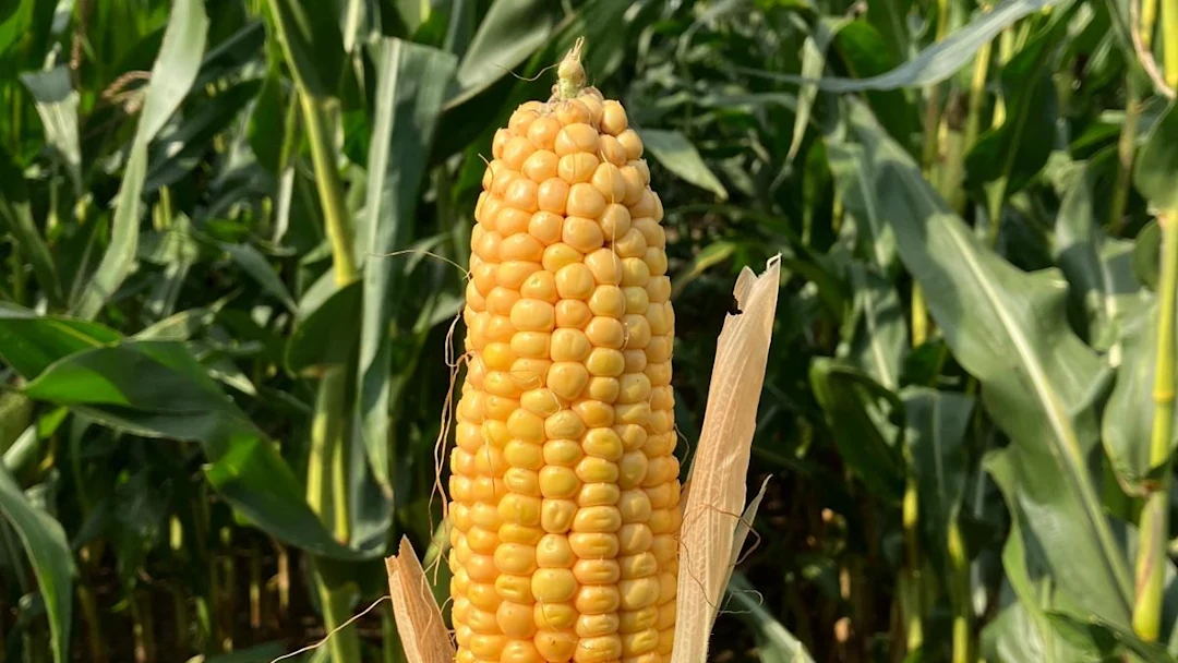 DEKALB® Seed | High-Performance Oilseed Rape & Maize Varieties for UK Farms
