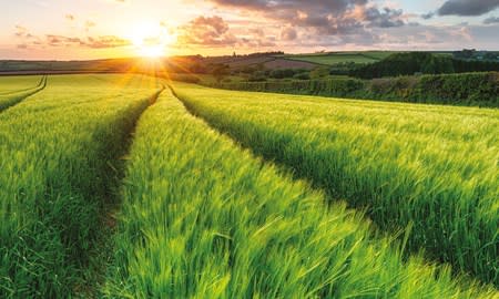 Ascra approval takes barley disease control to new level