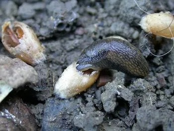 Combating slugs: 4 cultural controls to keep them at bay in 2018