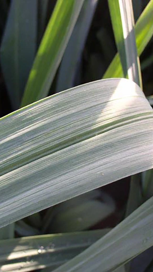 Rust - Leeks/Onions