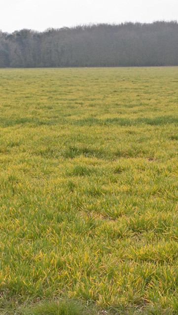 Barley Yellow Dwarf Virus (BYDV)