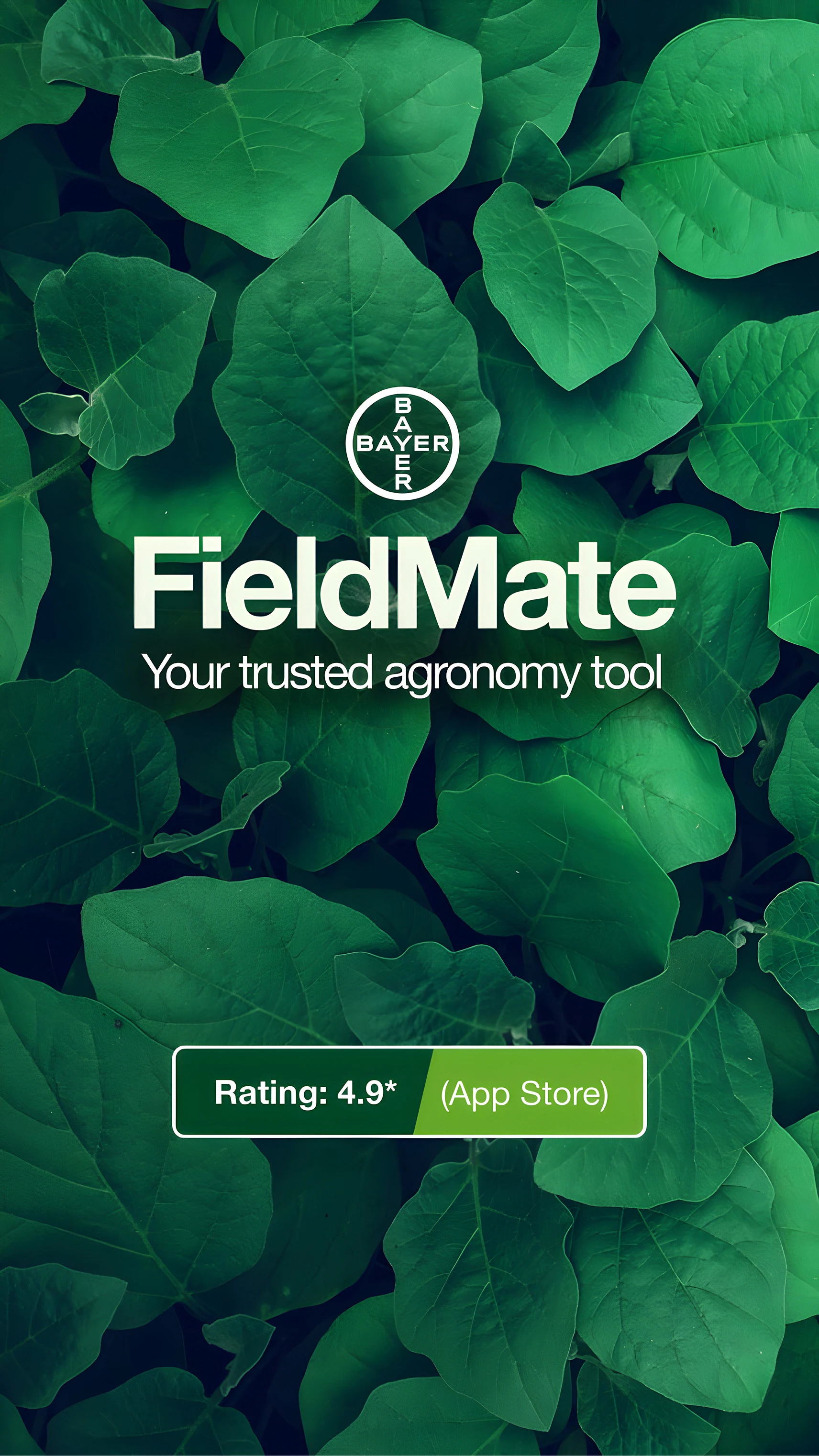 Yellow Rust | Cereal Crop Disease