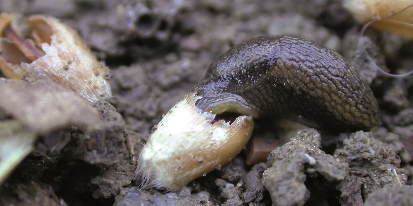 Grey Field Slug