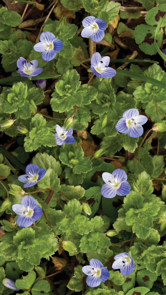 Common field-speedwell