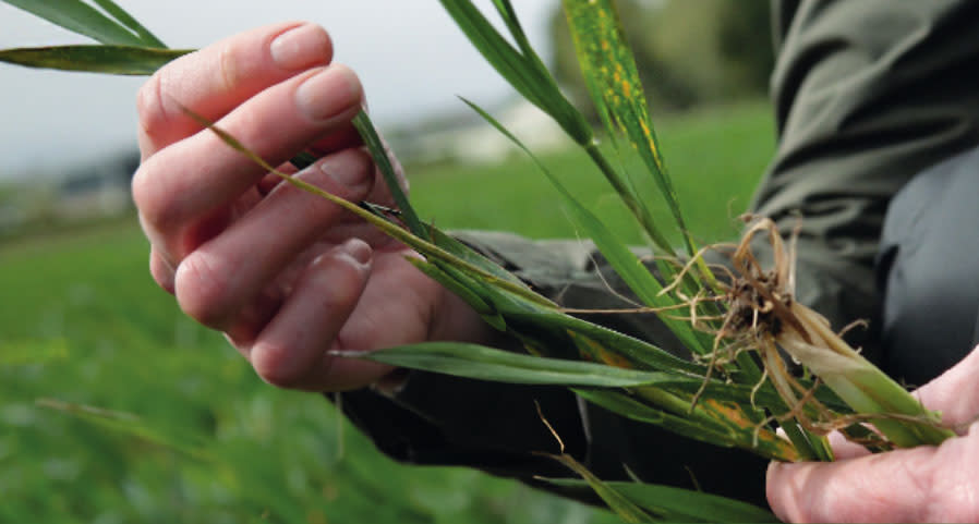 Crop Doctor - Still plenty of potential to protect at T1