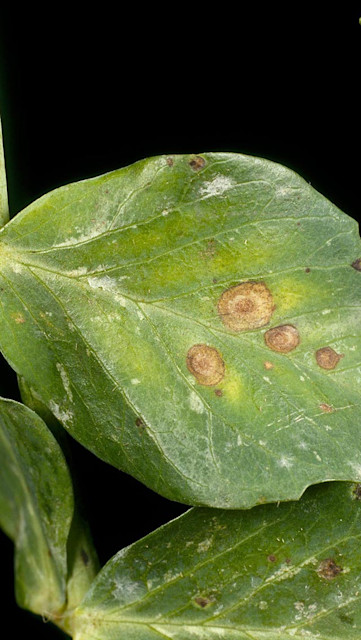 Ascochyta Leaf and Pod Spot - Peas