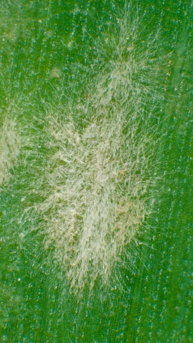 Powdery Mildew | Cereal Crop Disease