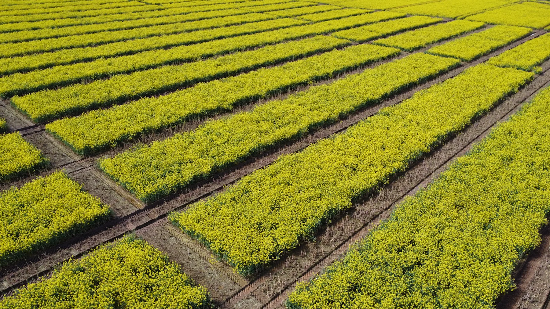 DEKALB® Seed | High-Performance Oilseed Rape & Maize Varieties for UK Farms