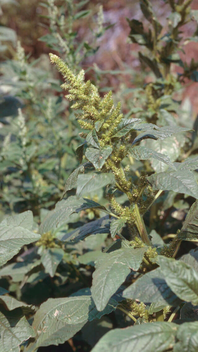 Common amaranth