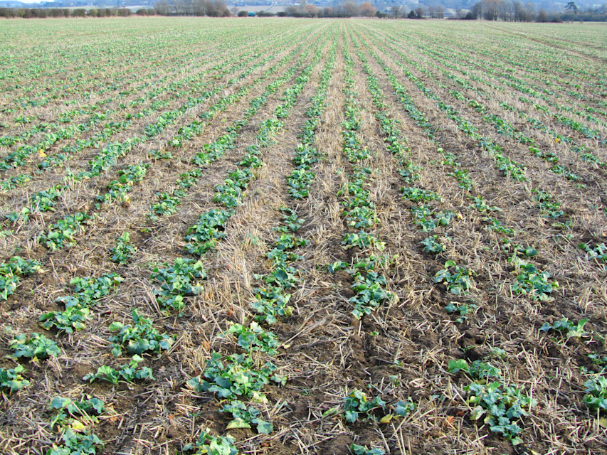 DK Exsteel stands out in Agrii northern iFarm variety trials