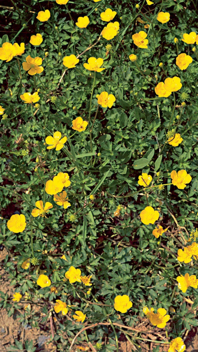 Creeping buttercup
