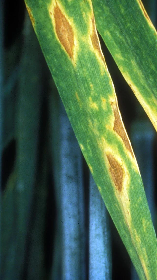 Glume Blotch/Septoria