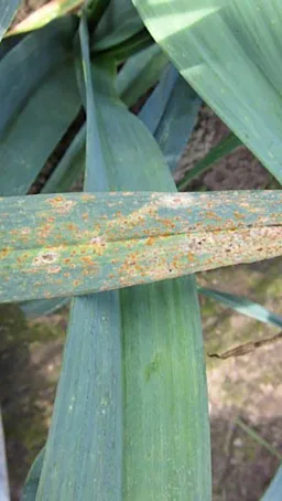 Onion and Leek Diseases