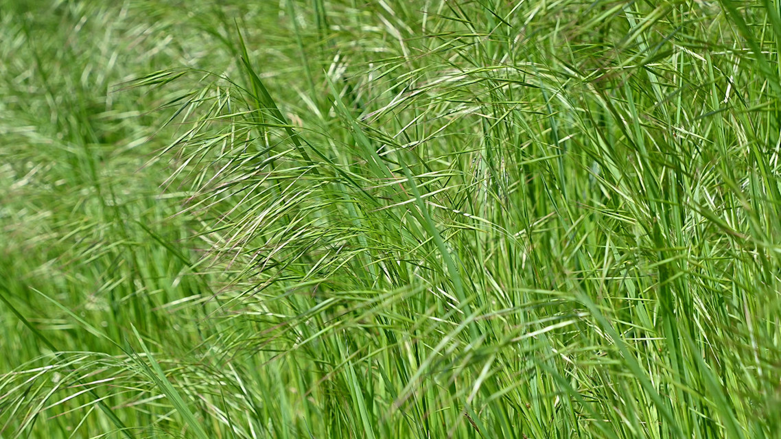 Tackling Brome Grass: Why a Change in Weed Control Mindset Is Essential