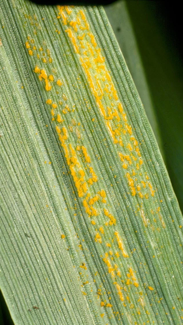 Yellow Rust | Cereal Crop Disease