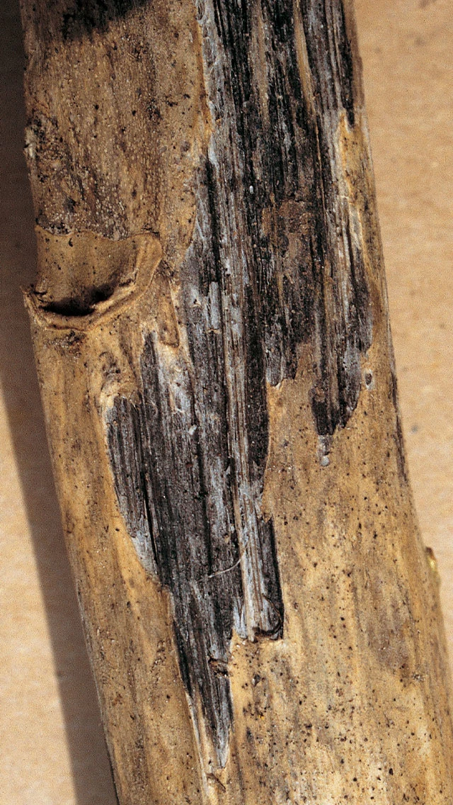 Verticillium Wilt Brassicas OSR