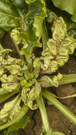 Sugar Beet Diseases
