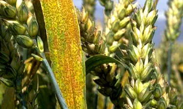 Brown Rust | Wheat Disease