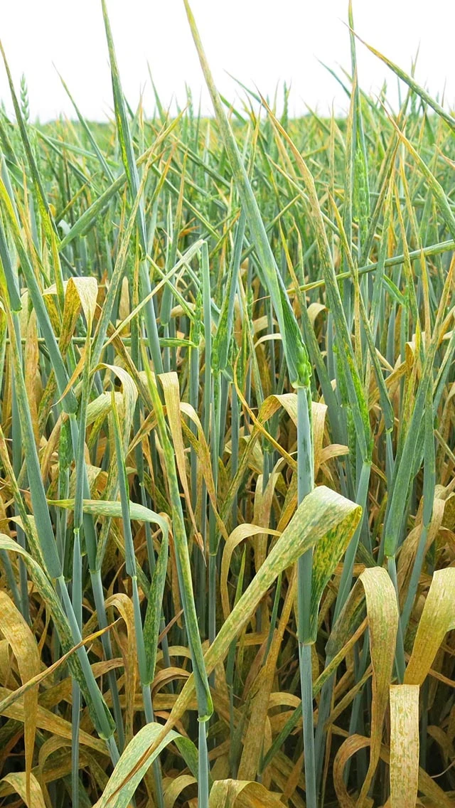 Yellow Rust | Cereal Crop Disease