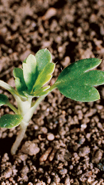 Parsley piert