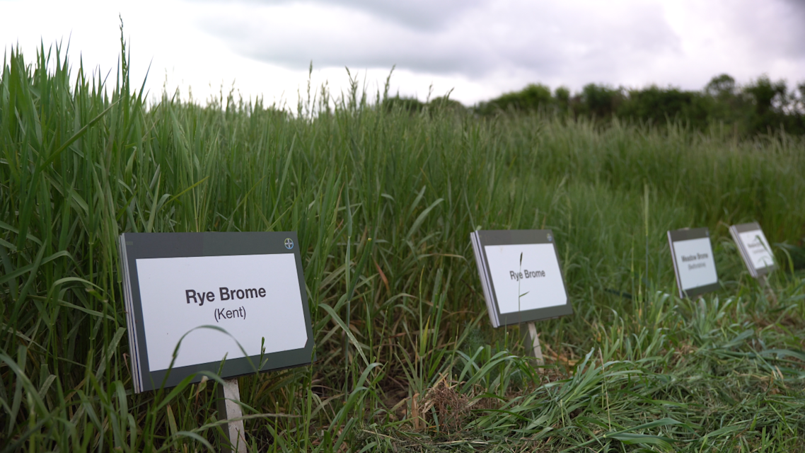 How to Control Brome Grass Weeds: Effective Cultivation Strategies for ...