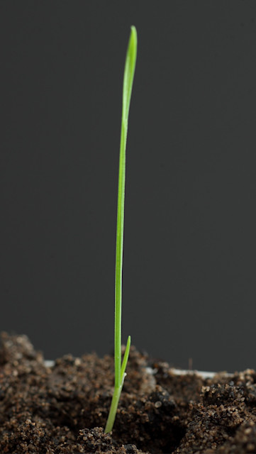 Onion couch/False oat-grass