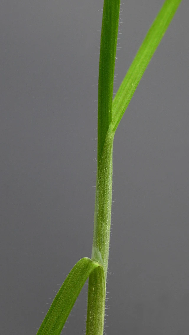 Great brome