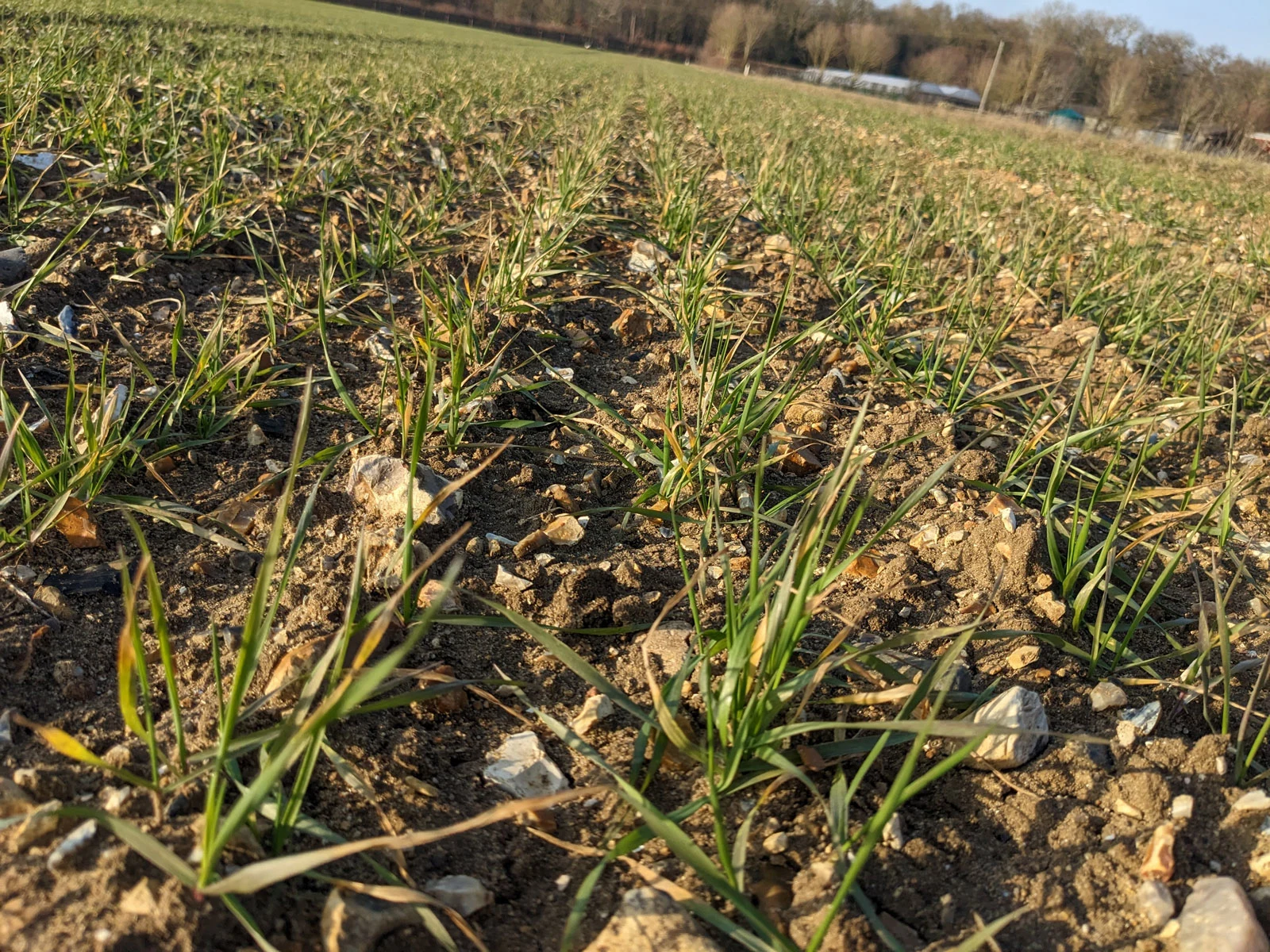 Seven tips for agronomy decisions in March