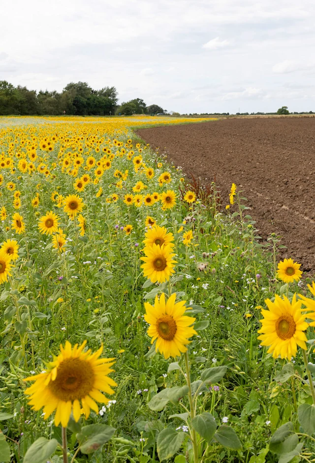 Bayer Crop Science UK: Crop Protection for a Fast-Changing World