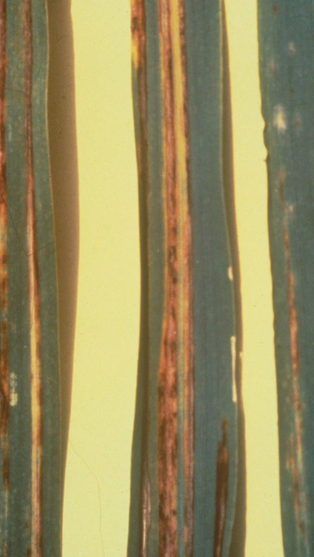 Leaf Stripe